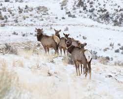 predators - Office of Professional Education | Central Connecticut ...